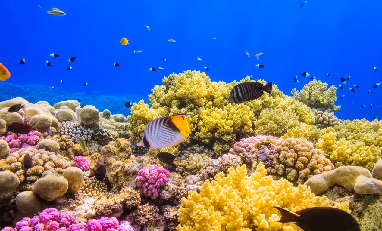 Fauna del Mar Rojo: Conoce los tipos de peces