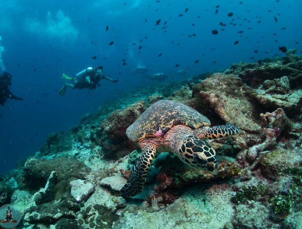 Scuba Finders | Reserva tu próximo buceo e inmersión